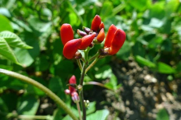 A Day in the Bean Fields – Rancho Gordo