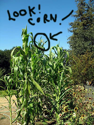 Finally! A Little Corn from Chiapas – Rancho Gordo