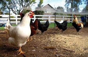 My Clever Chickens – Rancho Gordo