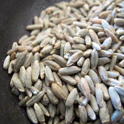 Rye Berries – Rancho Gordo
