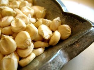 Starchy Corn for Posole, etc. – Rancho Gordo