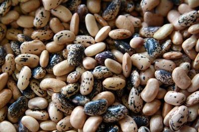 Two New Beans from Mexico – Rancho Gordo