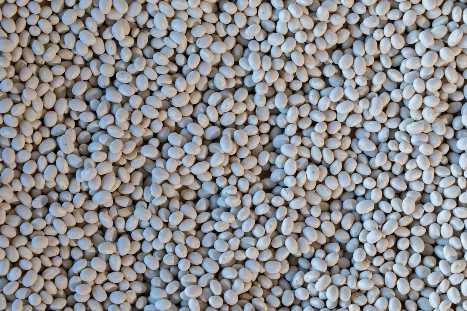 Rancho Gordo Bean Club Portal