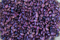Ayocote Morado Bean – Rancho Gordo