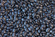 Ayocote Negro Bean – Rancho Gordo