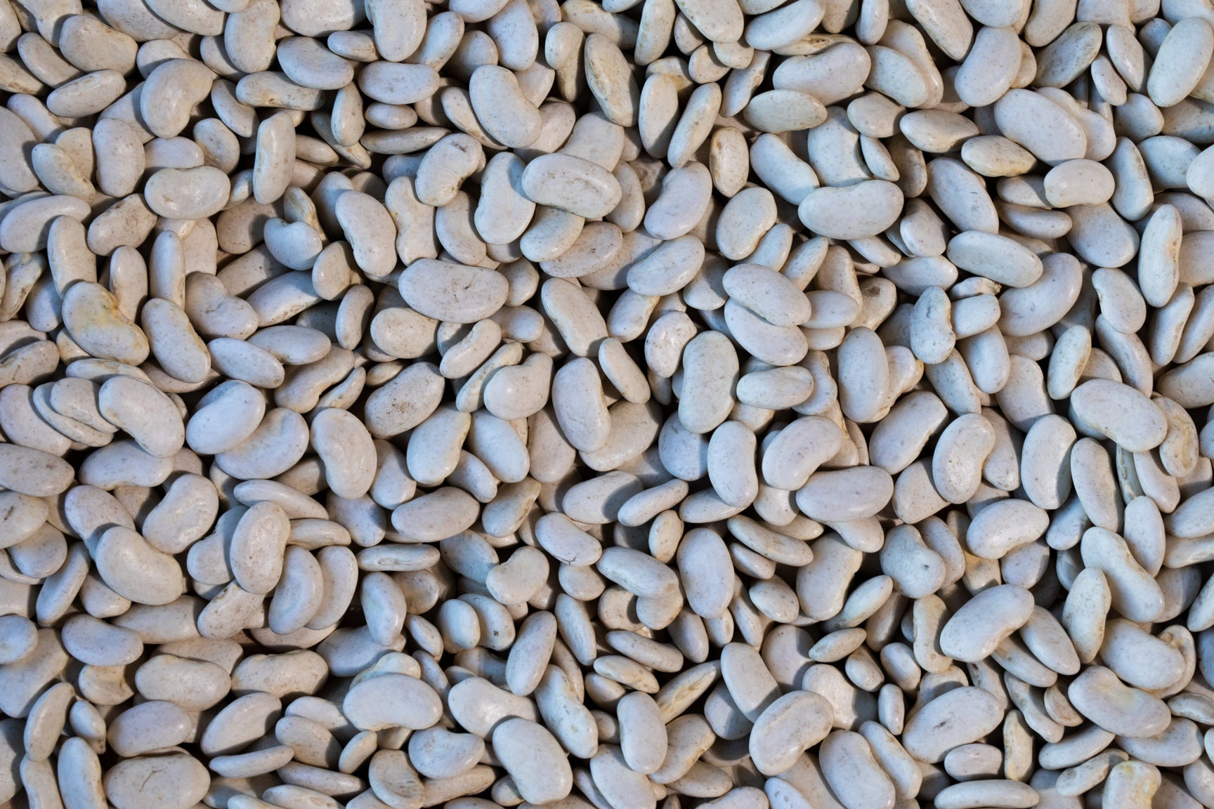 Rancho Gordo Bean Club Portal