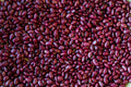 Hidatsa Red Bean – Rancho Gordo