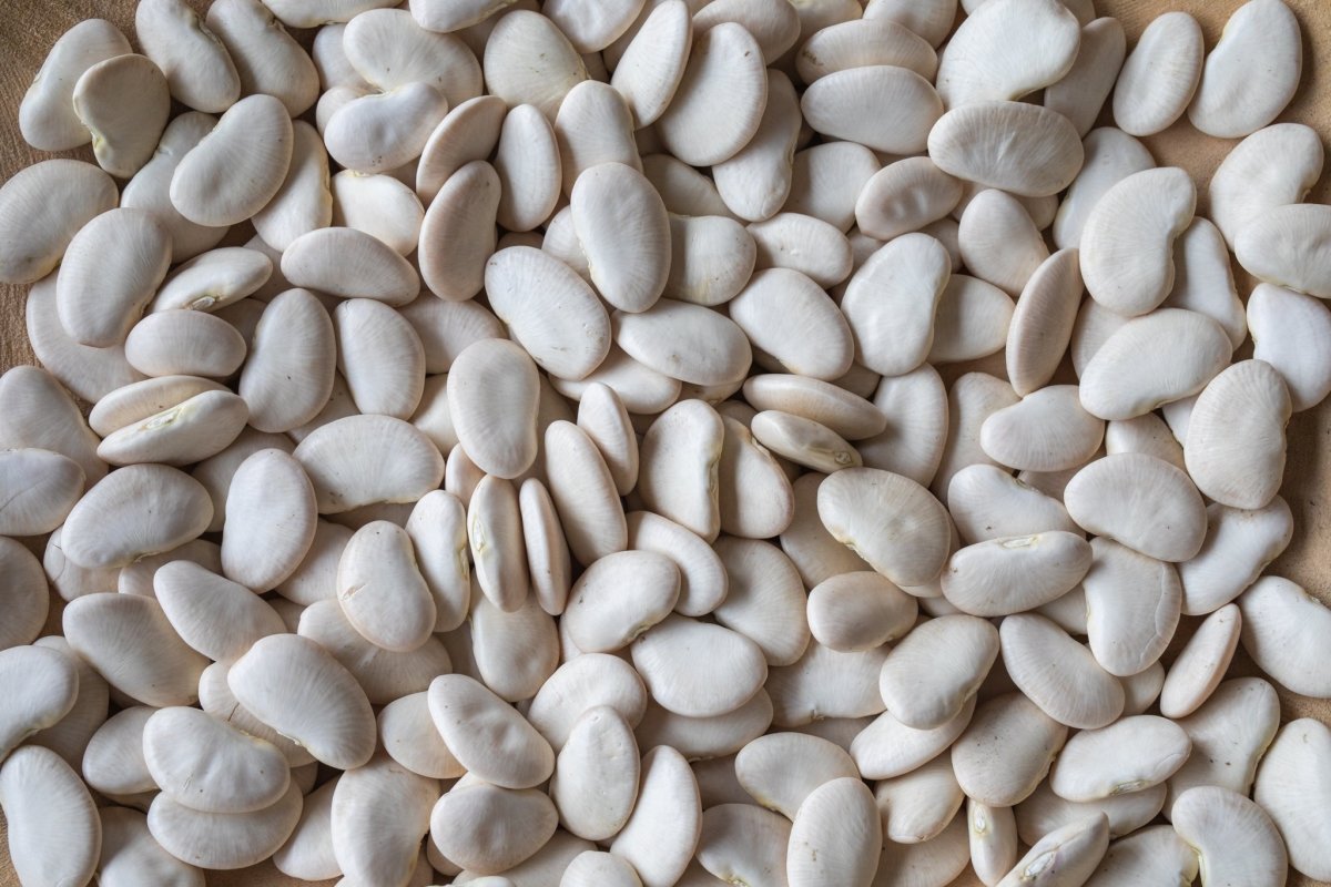 Jumbo Peruvian Lima Bean – Rancho Gordo