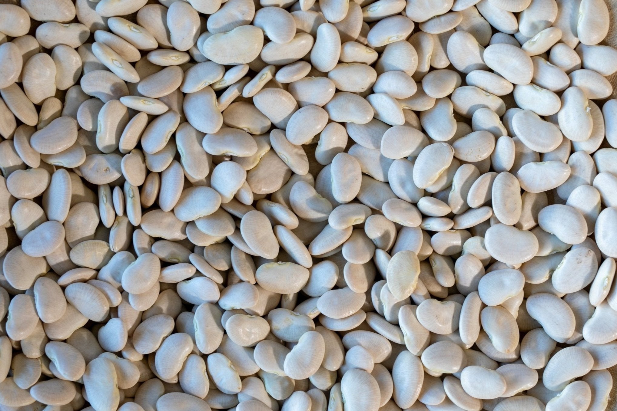 Large White Lima Bean – Rancho Gordo