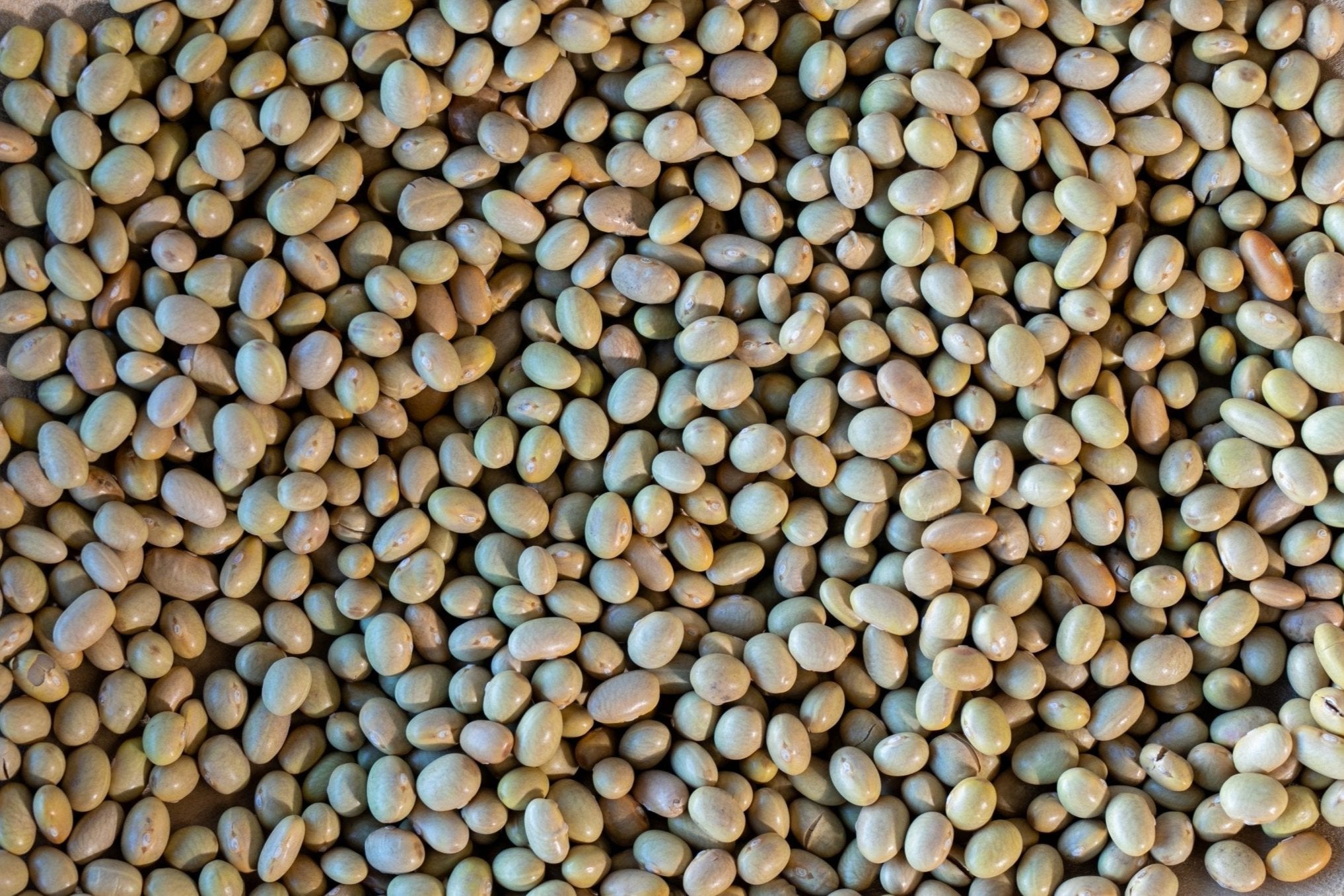 Mayocoba Bean – Rancho Gordo