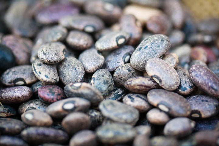 Moro Bean – Rancho Gordo