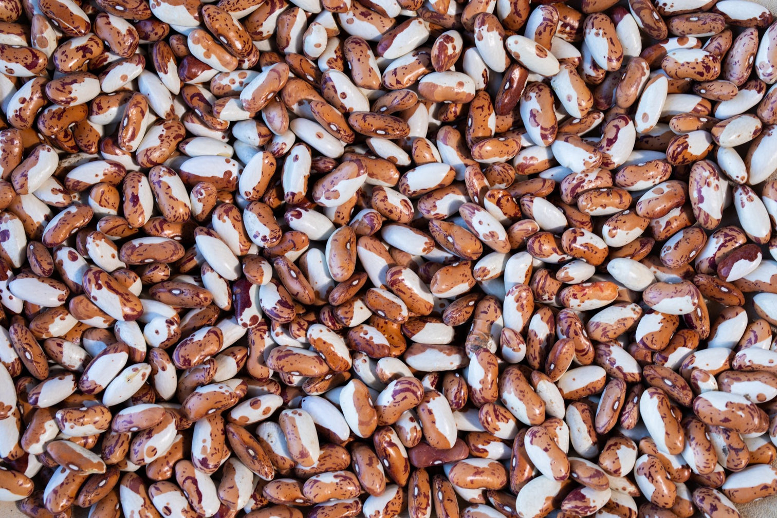 Snowcap Bean – Rancho Gordo