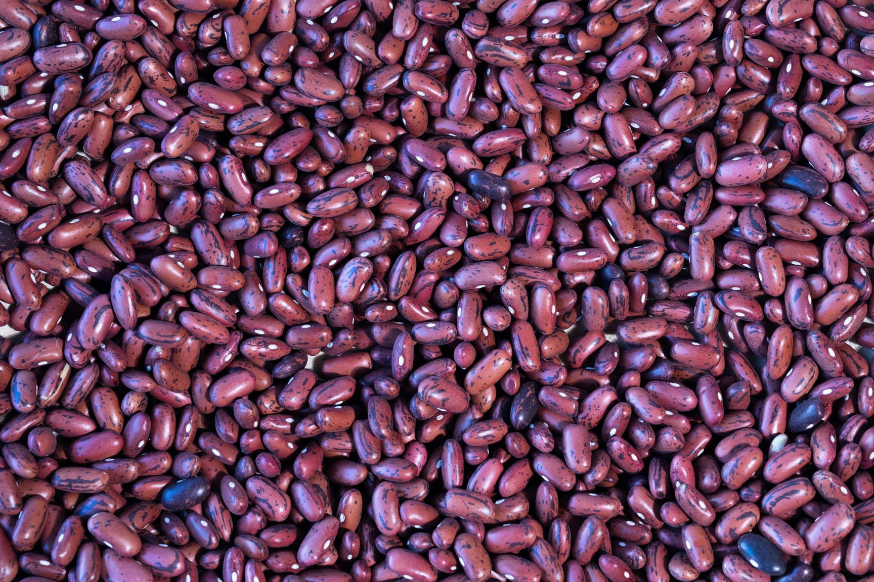 Tuscan Red Bean – Rancho Gordo